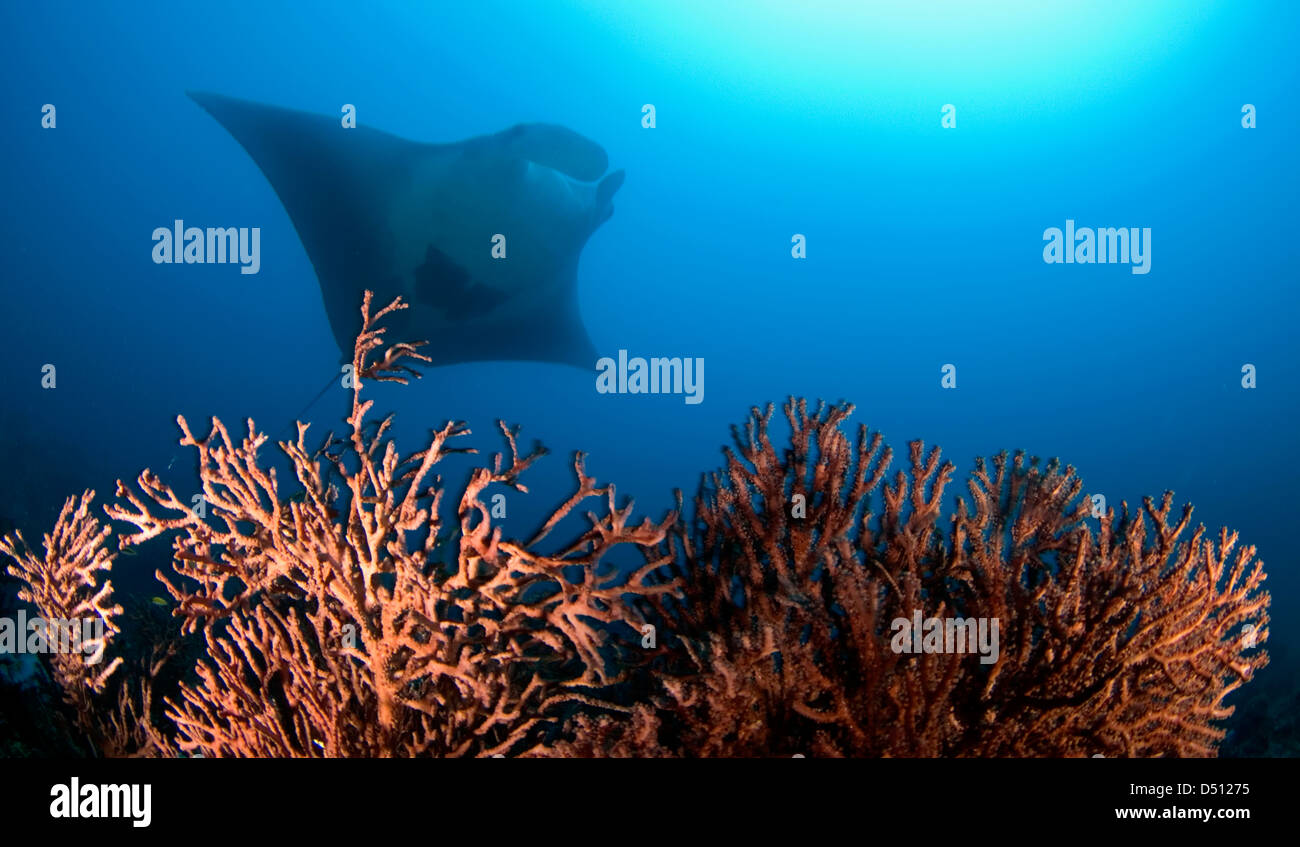 giant manta ray, Manta birostris, on cleanning stacion off shore the ...