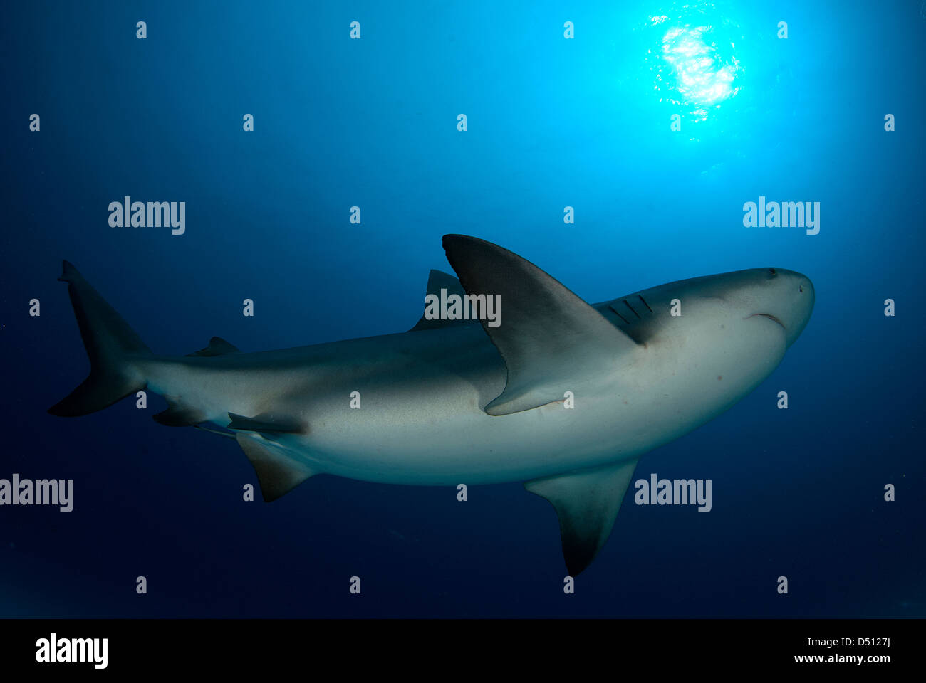 Carcharhinus leucas hi-res stock photography and images - Alamy