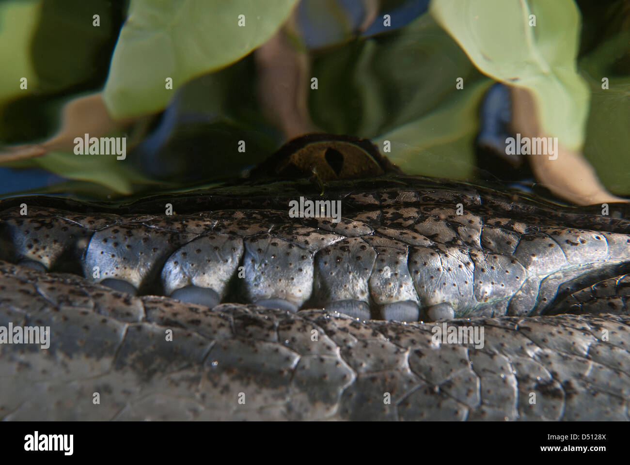 Moreleti hi-res stock photography and images - Alamy