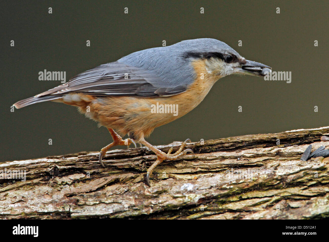 Nuthatch (Sitta europaea Stock Photo - Alamy