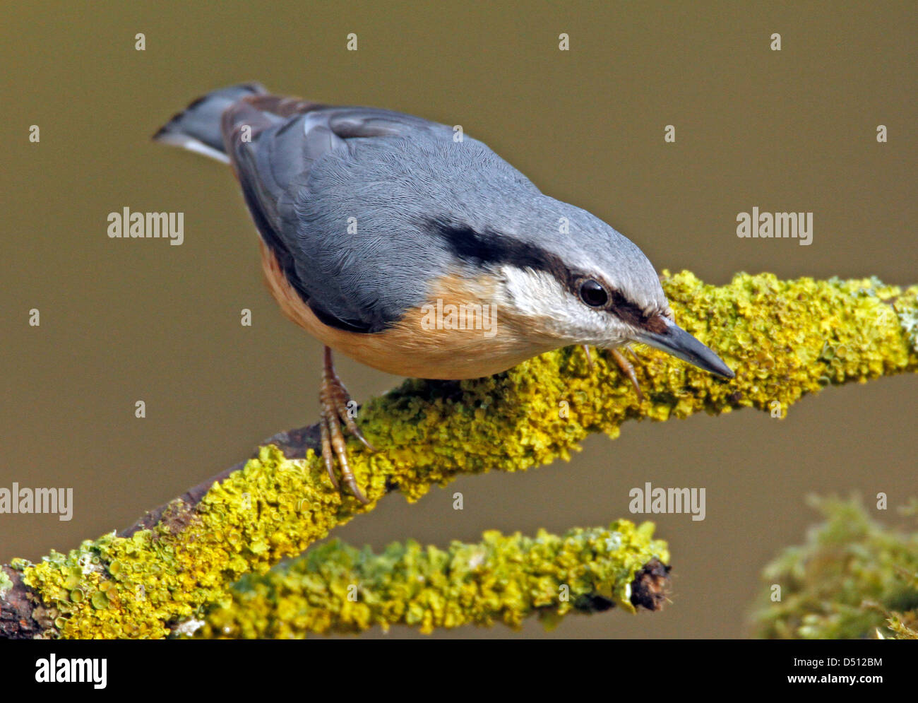 Blue grey plummage hi-res stock photography and images - Alamy