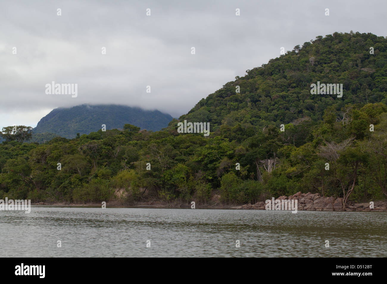 Tropical rainforest observation hi-res stock photography and images - Alamy