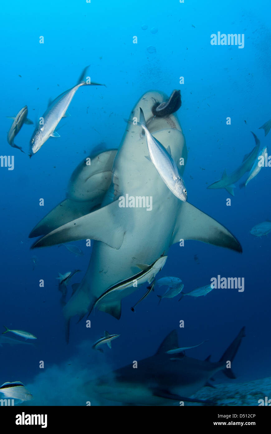 Bull shark mexico hi-res stock photography and images - Alamy