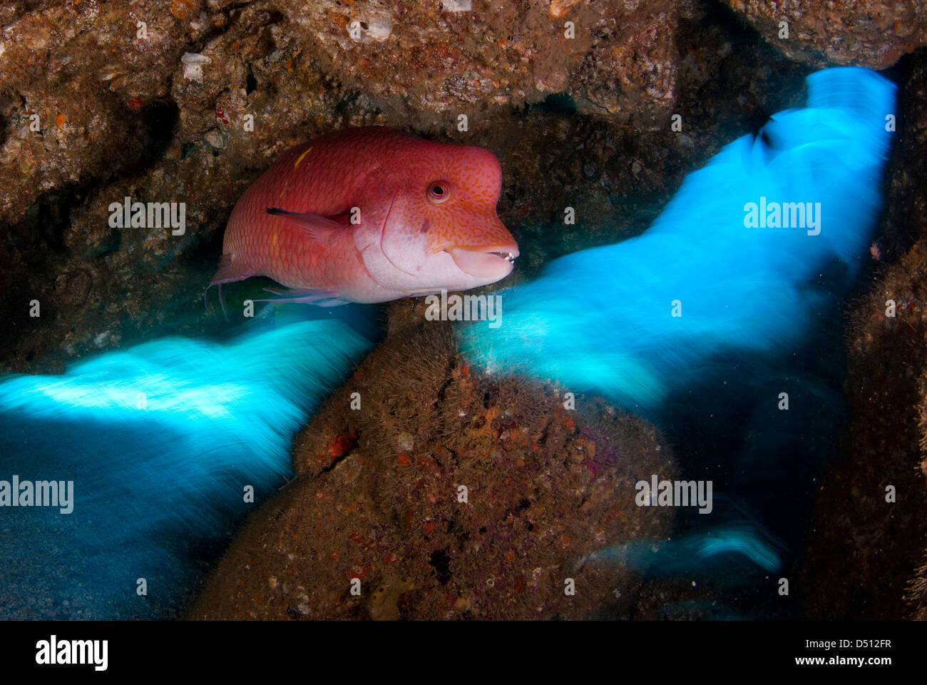Mexican Hogfish, Bodianus diplotaenia, Socorro Island revillagigedo ...