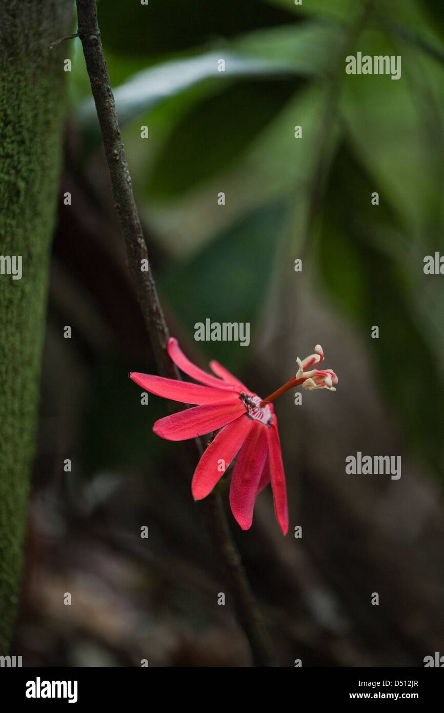 Guyana insects hi-res stock photography and images - Alamy