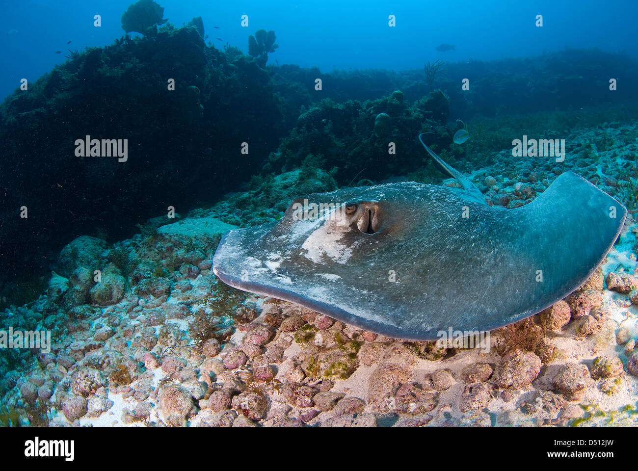 southern stingray, Dasyatis americana Hunting his pray under the sand ...