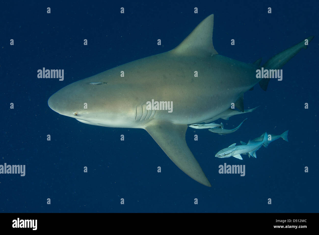 Bull shark (Carcharhinus leucas Stock Photo - Alamy
