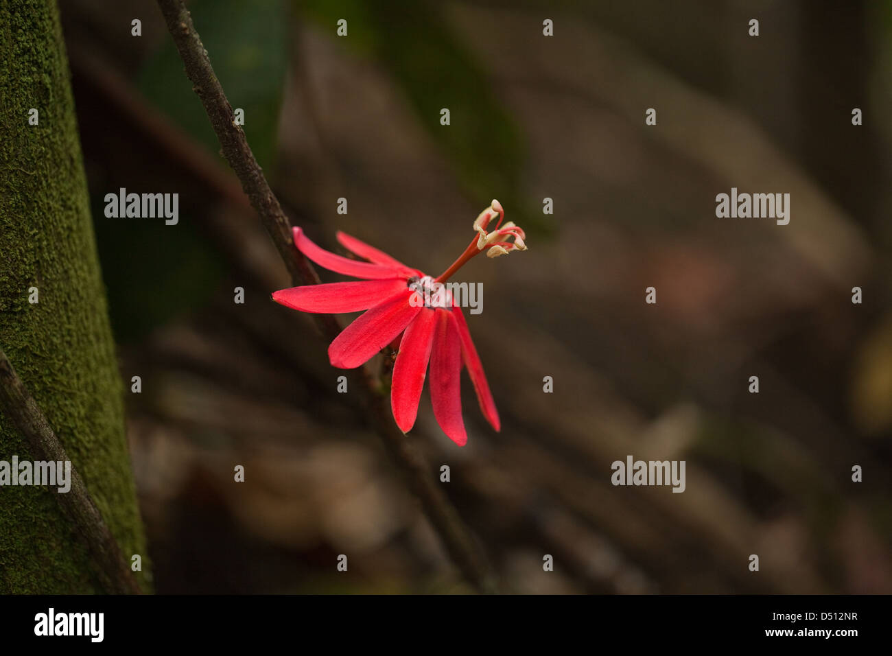 Guyana insects hi-res stock photography and images - Alamy