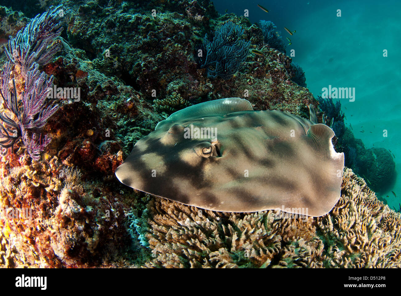 Guitarfish High Resolution Stock Photography and Images - Alamy