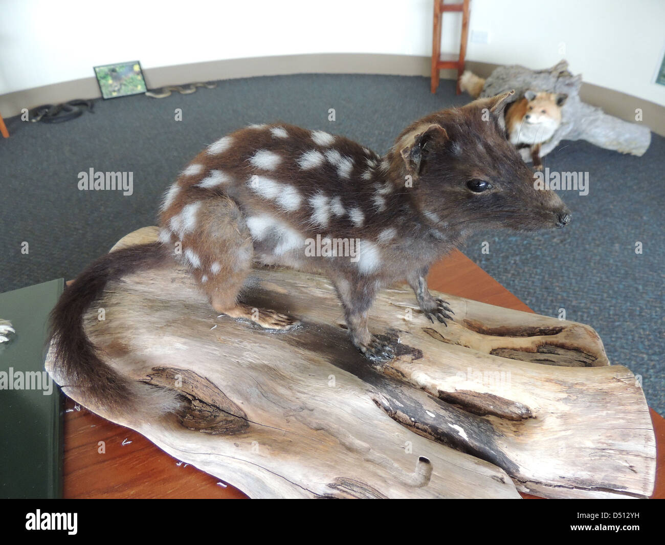 TAMAR ISLAND WETLANDS RESERVE on River Tamar, northern Tasmania ...