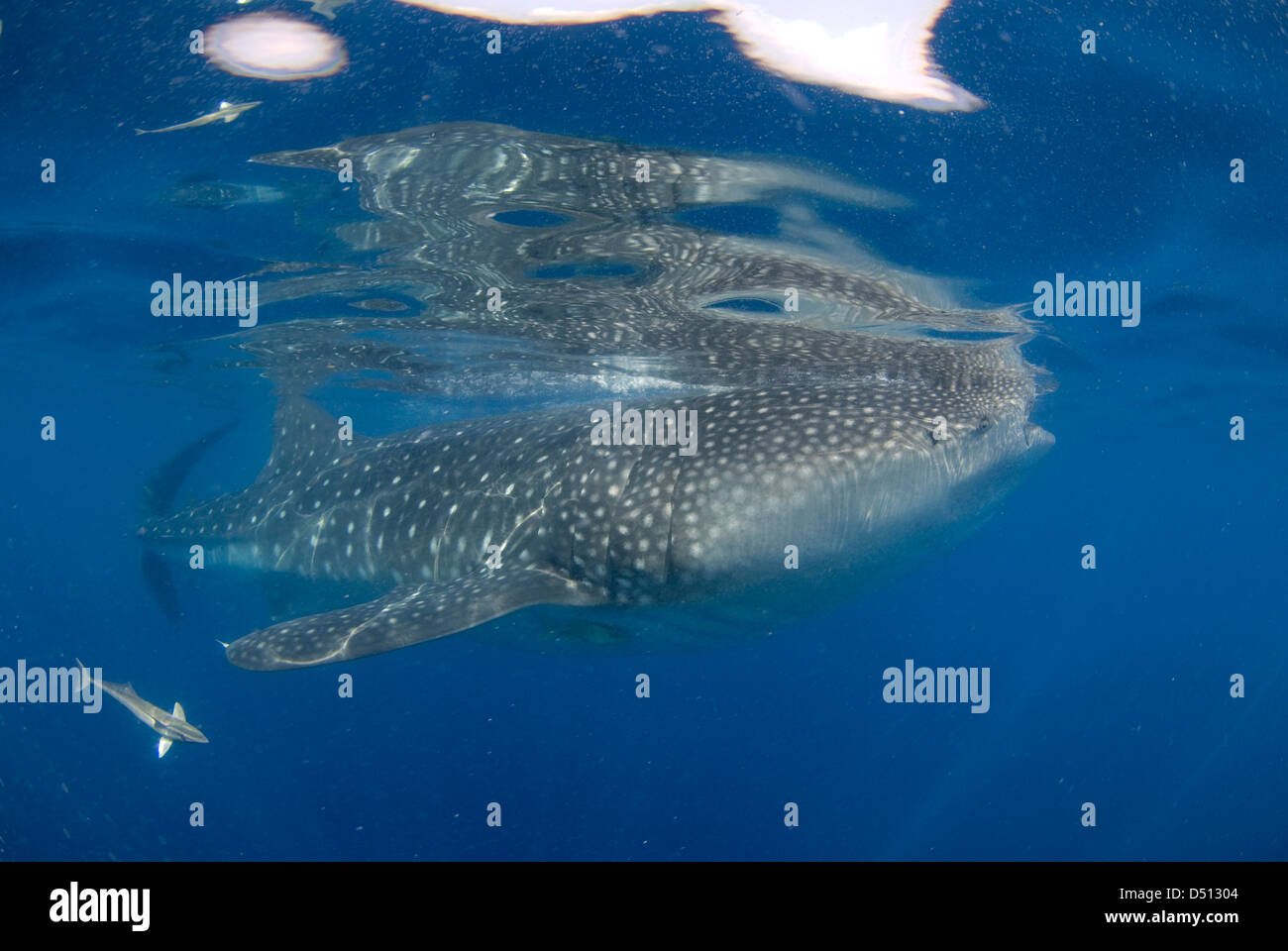 whale shark (Rhincodon typus Stock Photo - Alamy