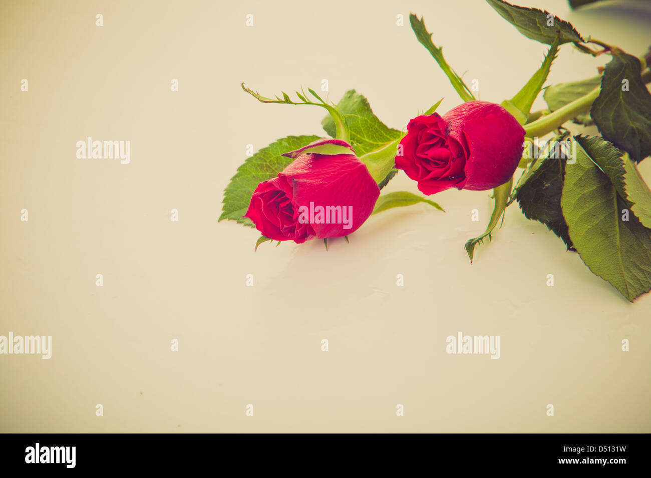 retro looking roses Stock Photo - Alamy