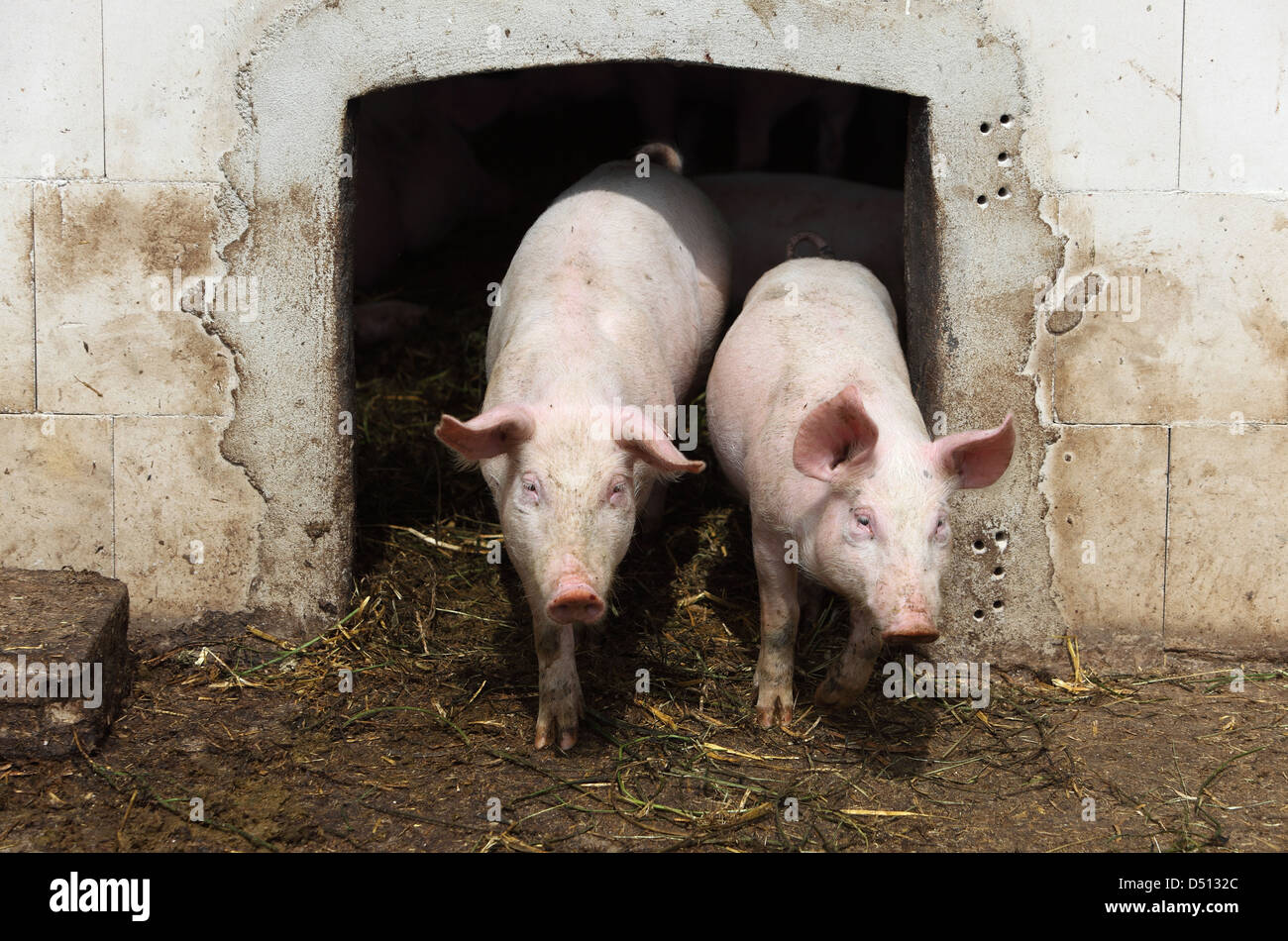 Pig farming in the country outdoor fresh meat hi-res stock photography ...