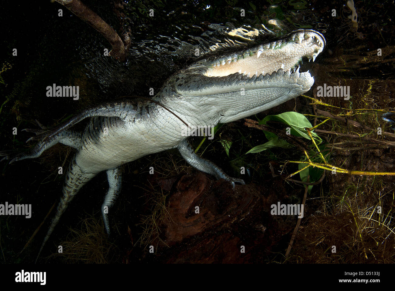 Moreleti Crocodile, Crocodilus Moreleti, carwash cenote, Tulum Riviera ...
