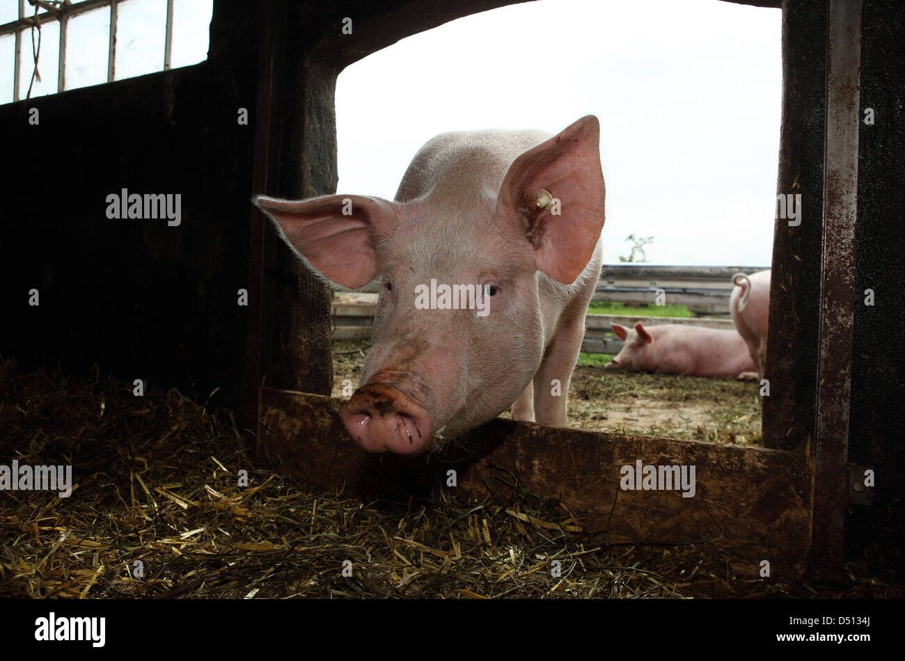 Pig farming production hi-res stock photography and images - Alamy