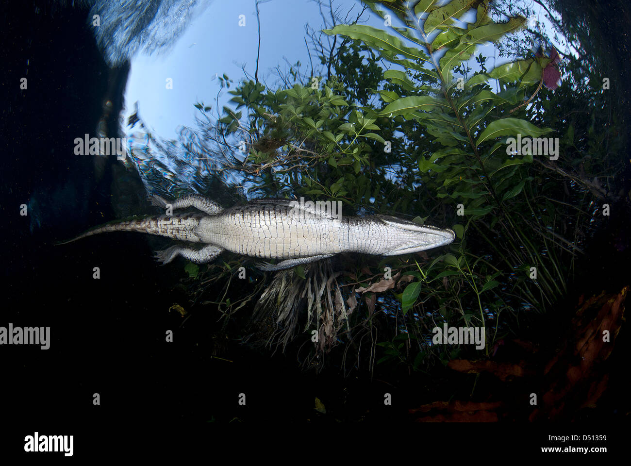 Moreleti Crocodile, Crocodilus Moreleti, carwash cenote, Tulum Riviera ...