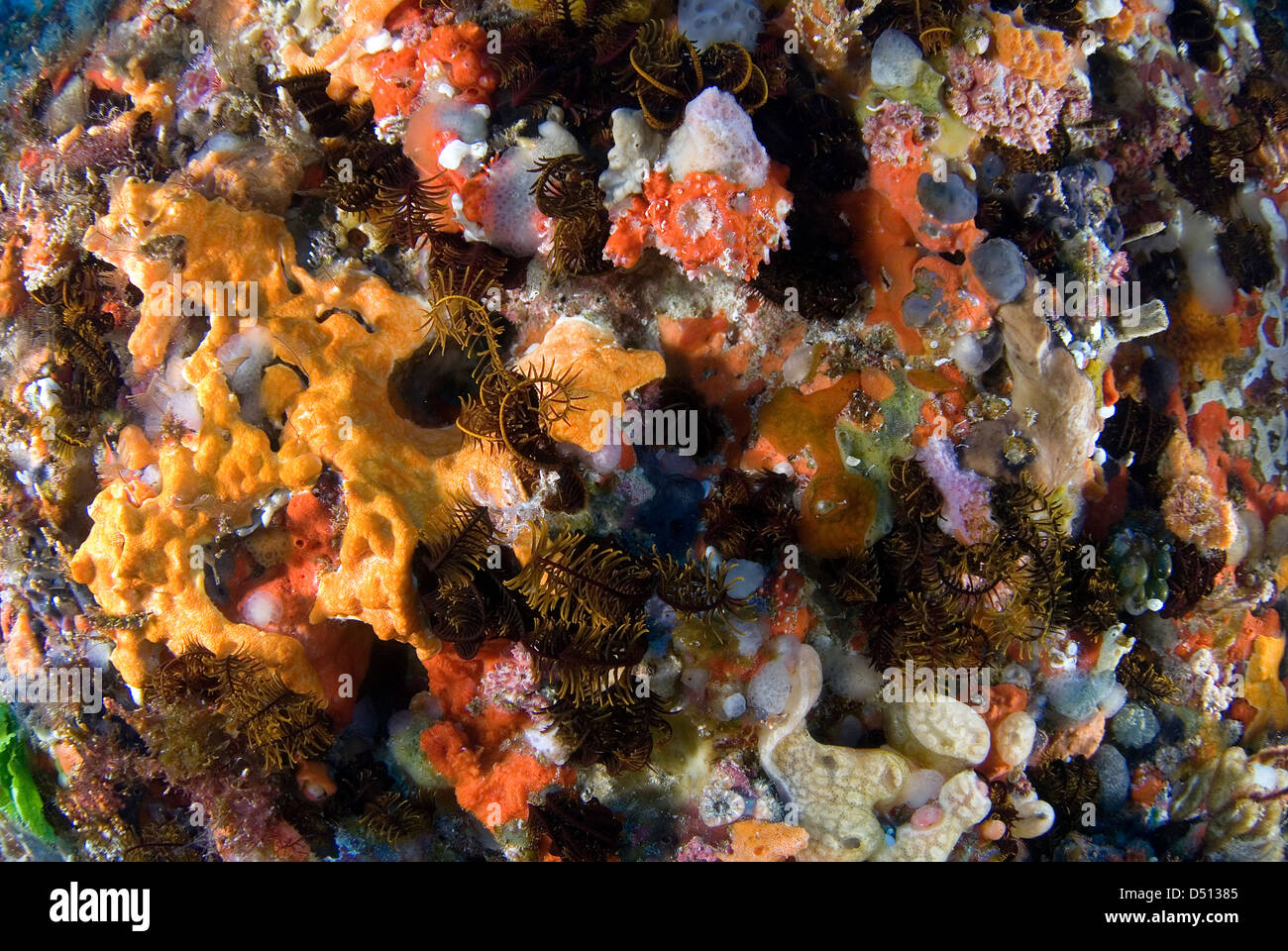 Coral reefscape hi-res stock photography and images - Alamy