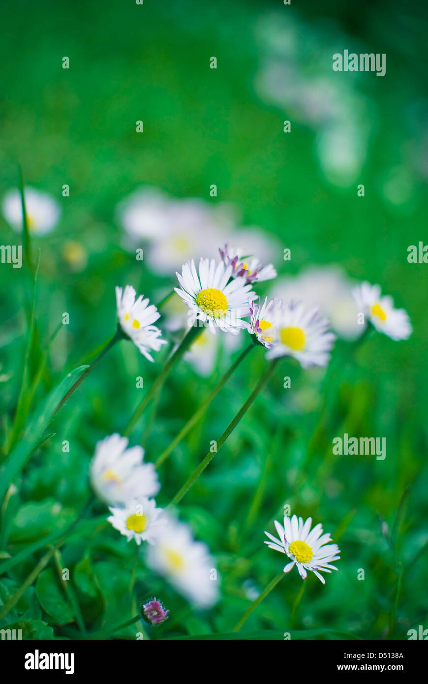 field of flowers with daisies foreground, spring Stock Photo - Alamy