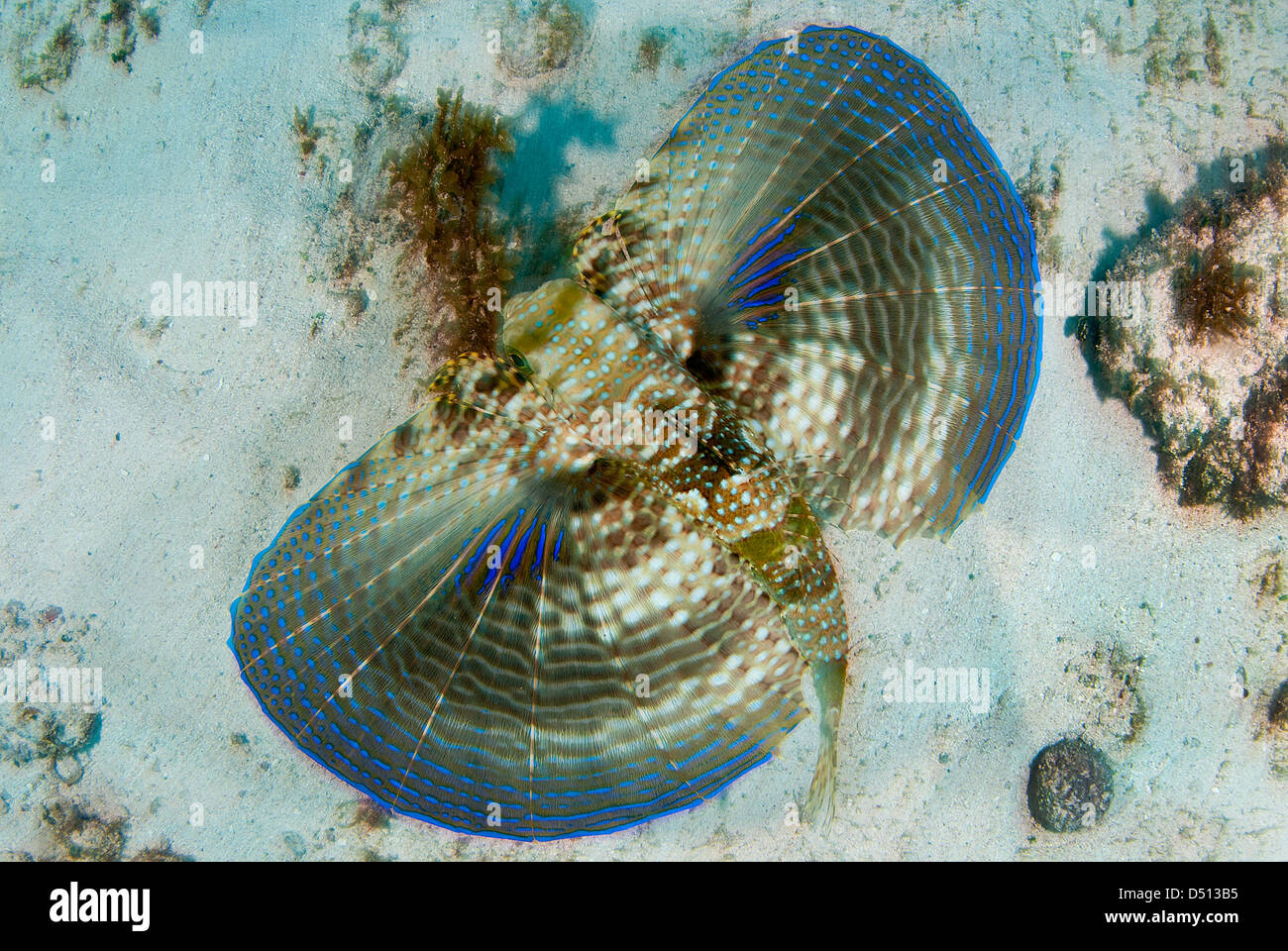 flying gurnard, Dactylopterus volitans swimming along the sandy bottom ...