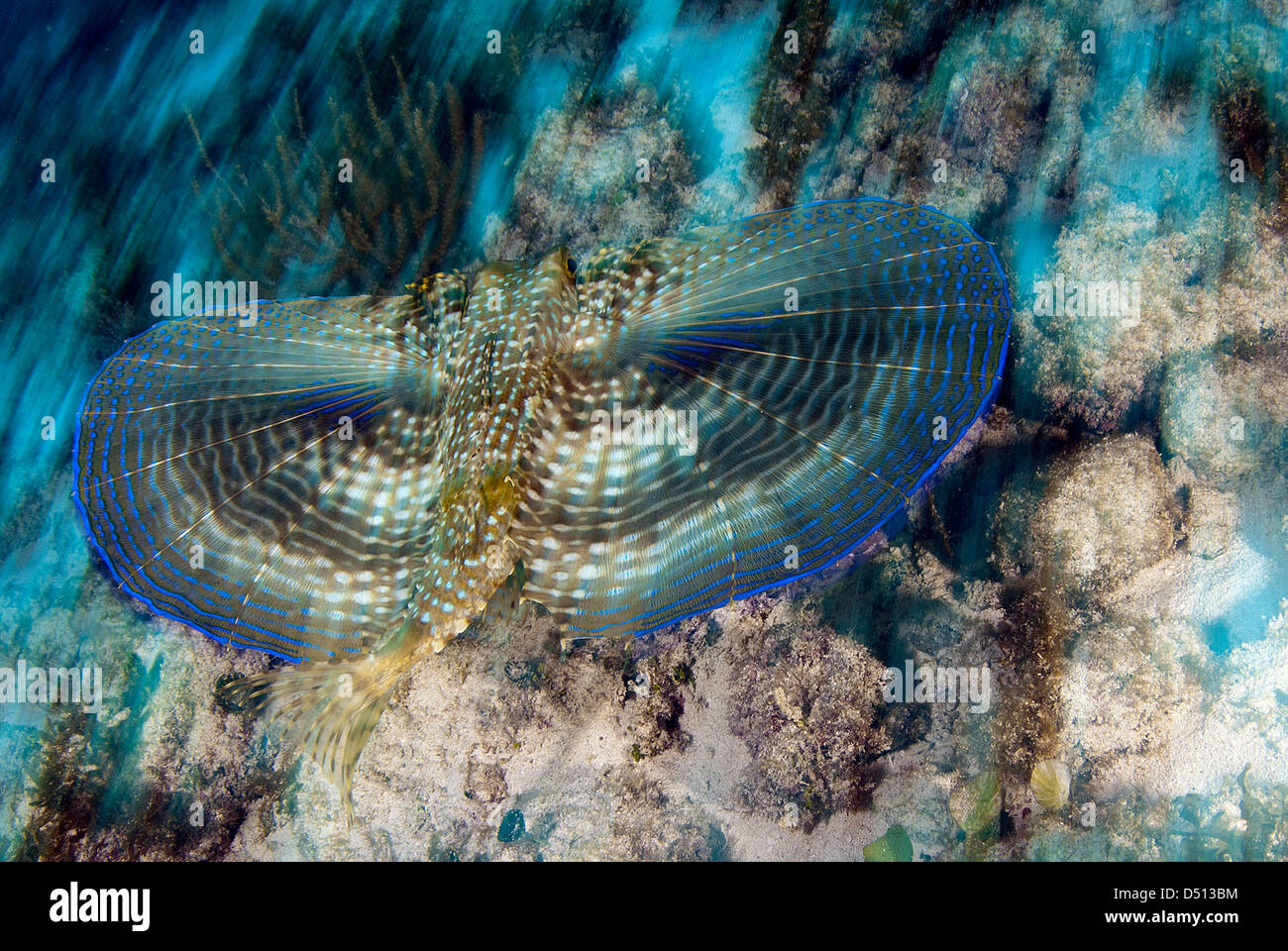 flying gurnard, Dactylopterus volitans swimming along the sandy bottom ...
