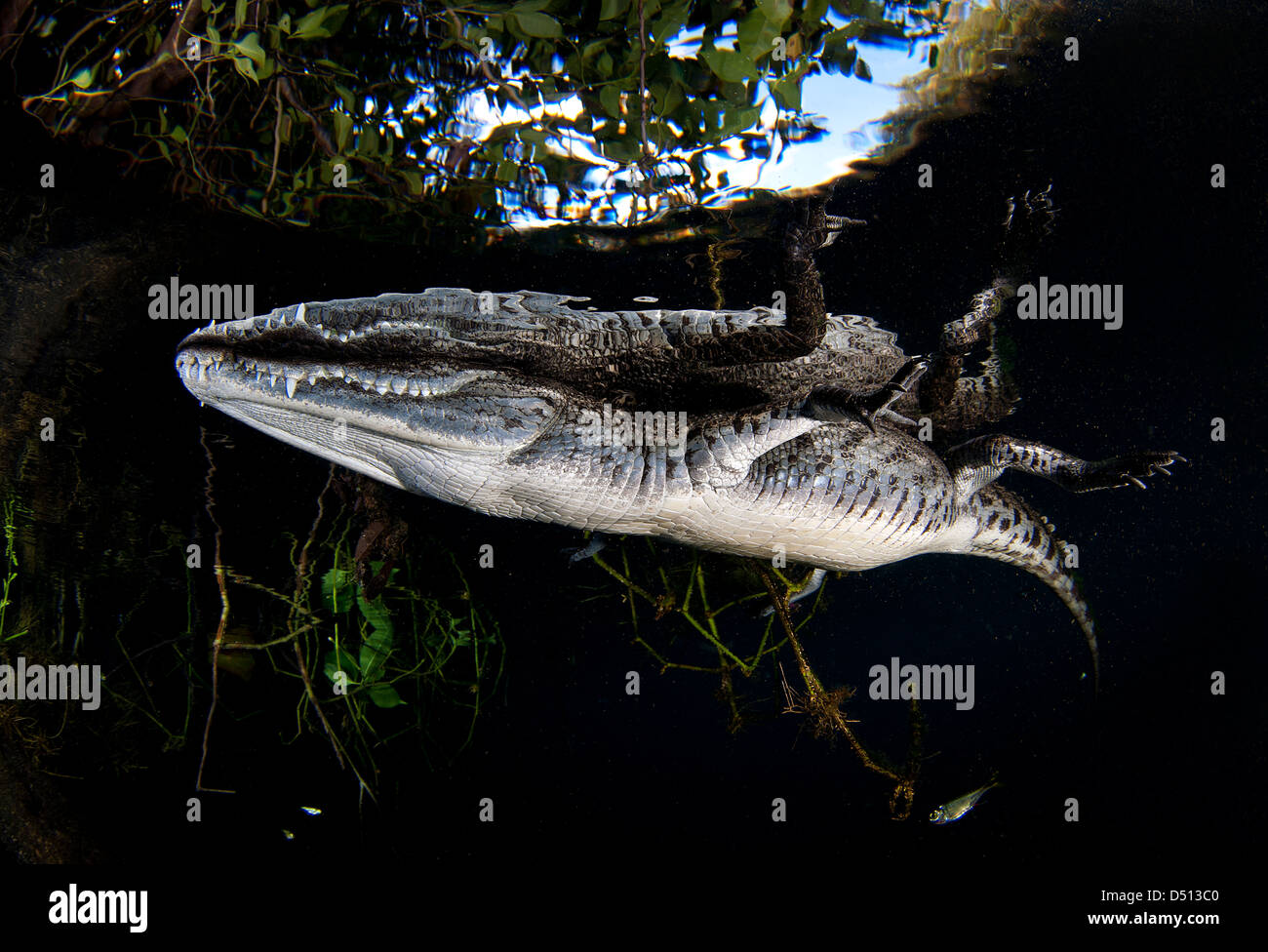 Moreleti Crocodile, Crocodilus Moreleti, carwash cenote, Tulum Riviera ...