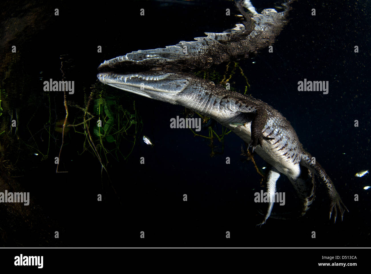 Moreleti Crocodile, Crocodilus Moreleti, carwash cenote, Tulum Riviera ...
