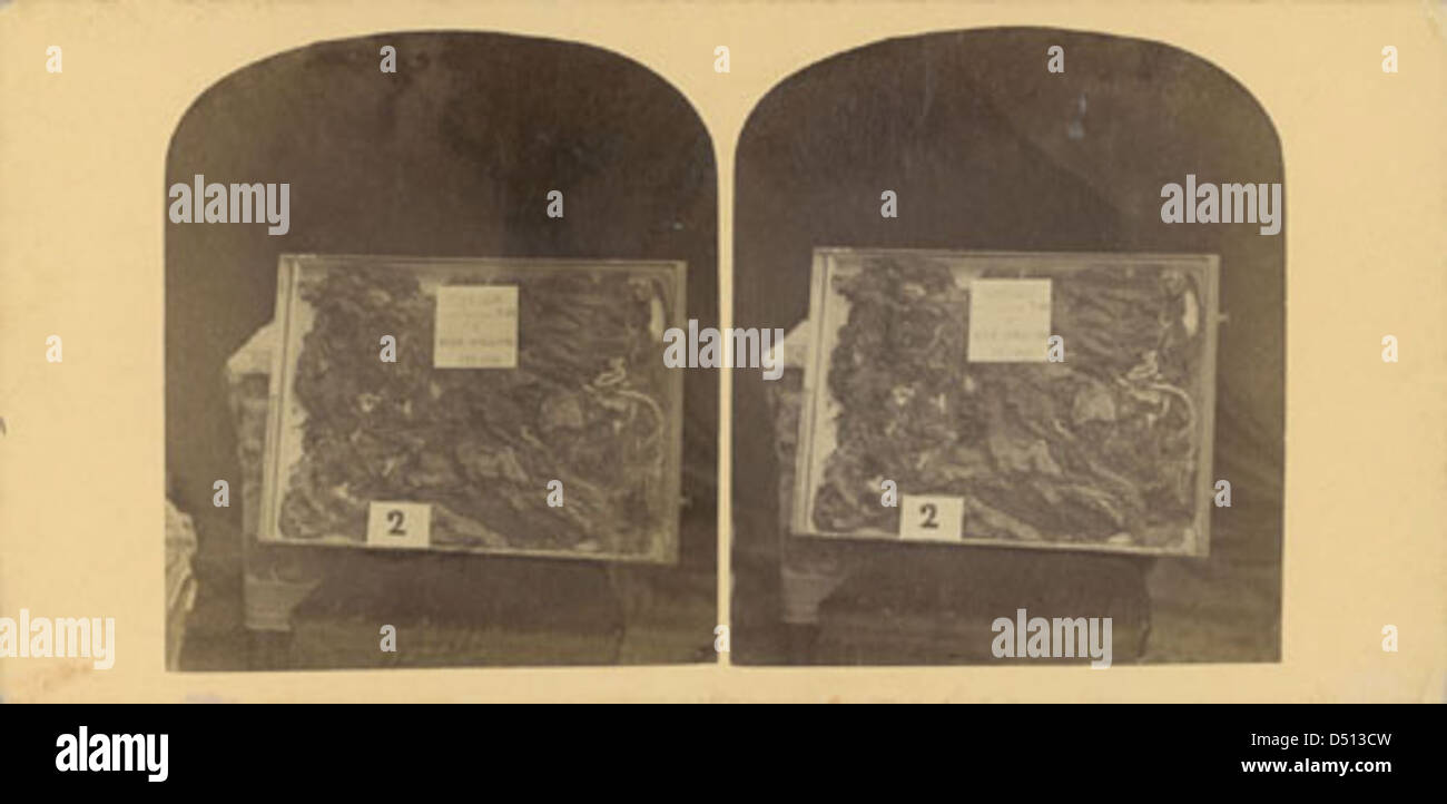 This stereoscopic image presents fragments of a ship's ensign from the ...