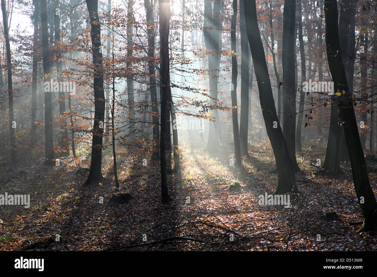New Kätwin, Germany, raking light in the forest Stock Photo - Alamy