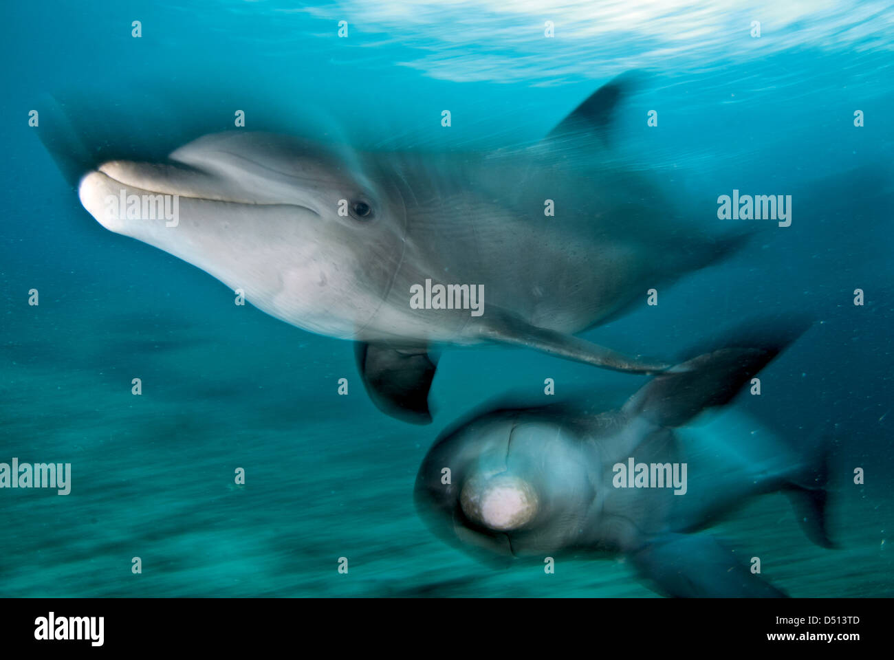 bottlenose dolphin (tursiops truncatus) captive, Cozumel Mexico Stock Photo - Alamy