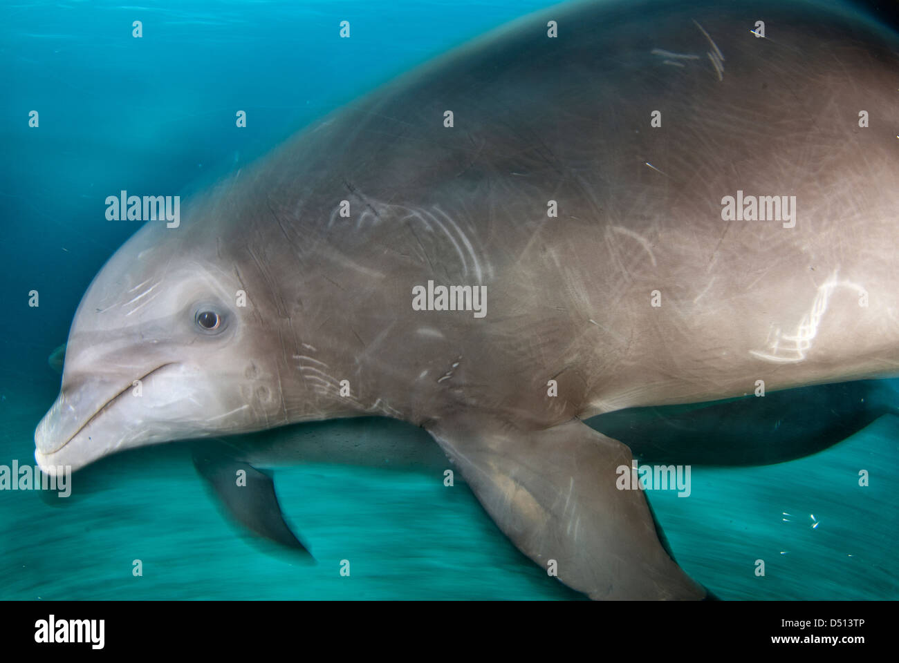 bottlenose dolphin (tursiops truncatus) captive, Cozumel Mexico Stock ...