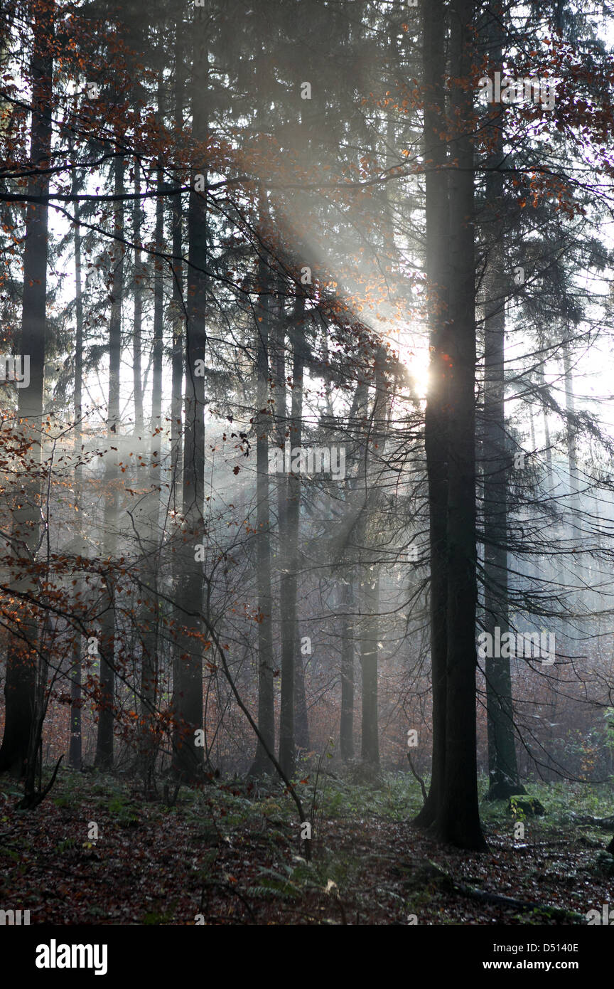 New_light hi-res stock photography and images - Alamy