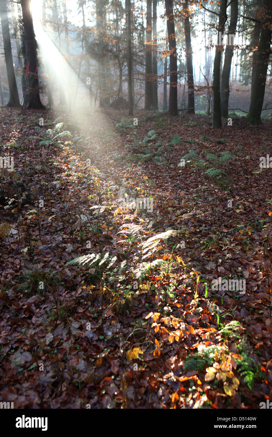New Kätwin, Germany, raking light in the forest Stock Photo - Alamy