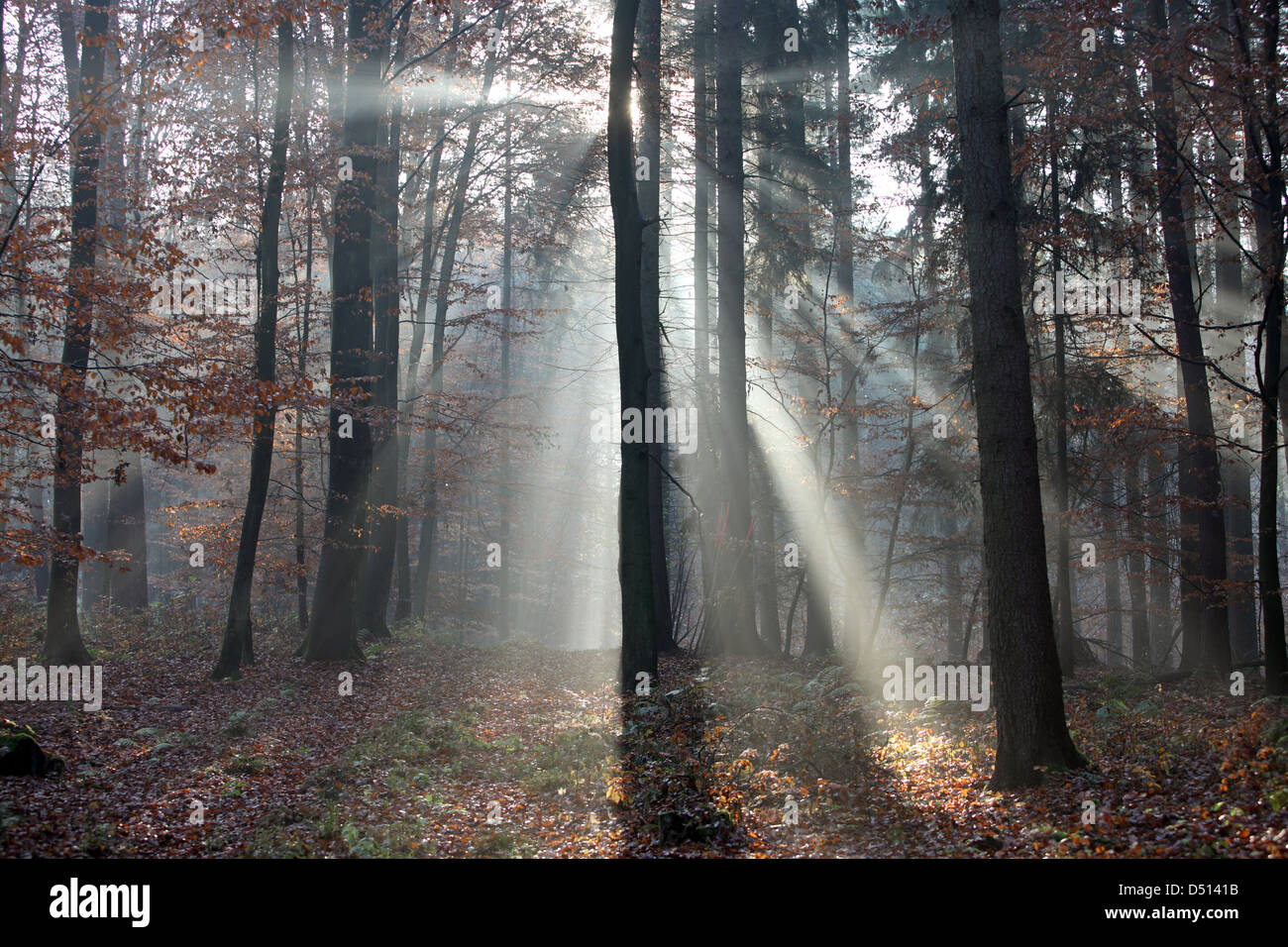 New Kätwin, Germany, raking light in the forest Stock Photo - Alamy