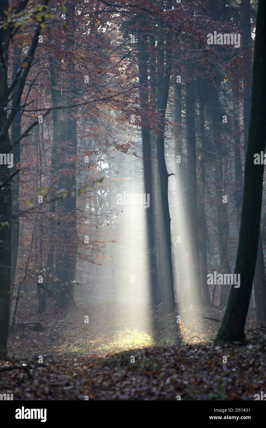 New Kätwin, Germany, raking light in the forest Stock Photo - Alamy