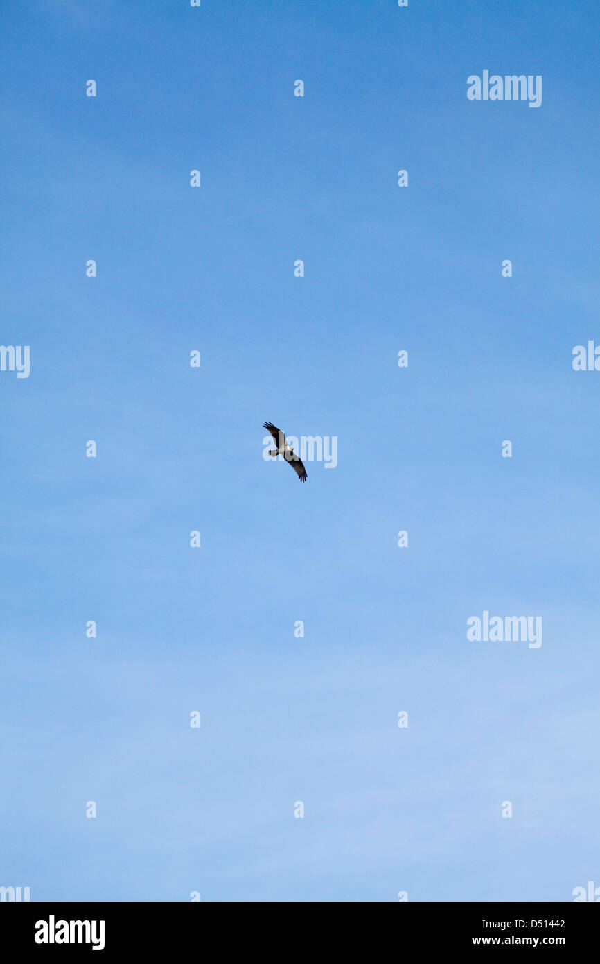 Osprey flying over water hi-res stock photography and images - Alamy