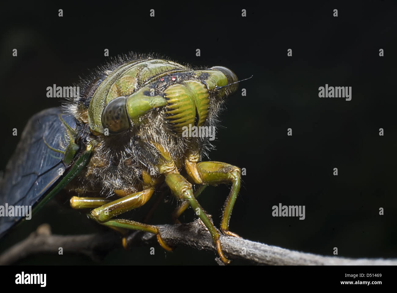 Chicharra hi-res stock photography and images - Alamy
