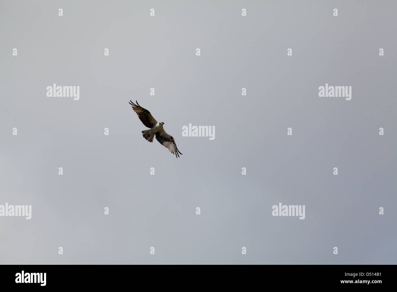 Osprey flying over water hi-res stock photography and images - Alamy