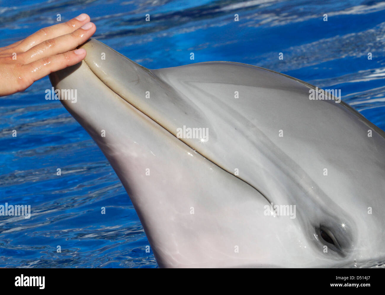 Dolphin tank hi-res stock photography and images - Alamy