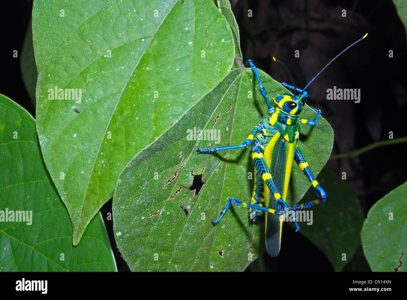Blue and yellow grasshopper, Manu Learning Centre, Peru Stock Photo - Alamy