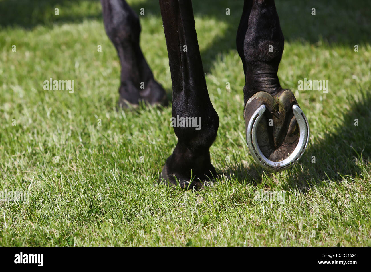 Fog horn leg horn hi-res stock photography and images - Alamy