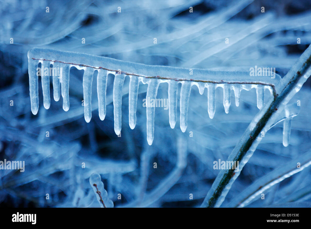 Scenics branch hi-res stock photography and images - Alamy