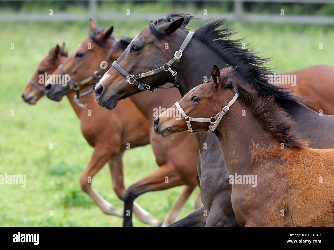 Group of mares with foals hi-res stock photography and images - Alamy