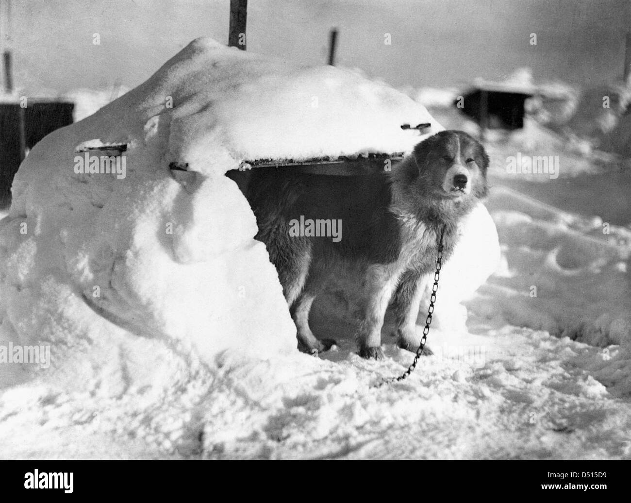 Samson was a dog of the Imperial Trans-Antarctic Expedition, known for ...