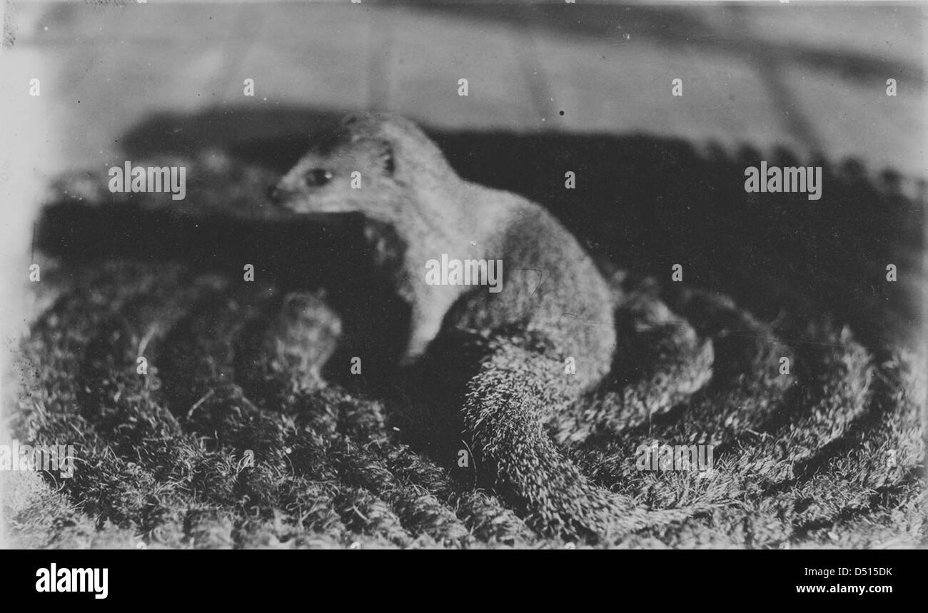 A photograph of the mongoose, the mascot of HMS Emerald, a British ...