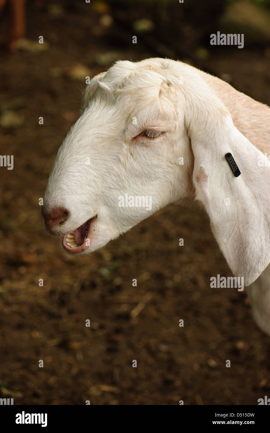 Goat, Anglo-Nubian goat, close-up goat Stock Photo - Alamy