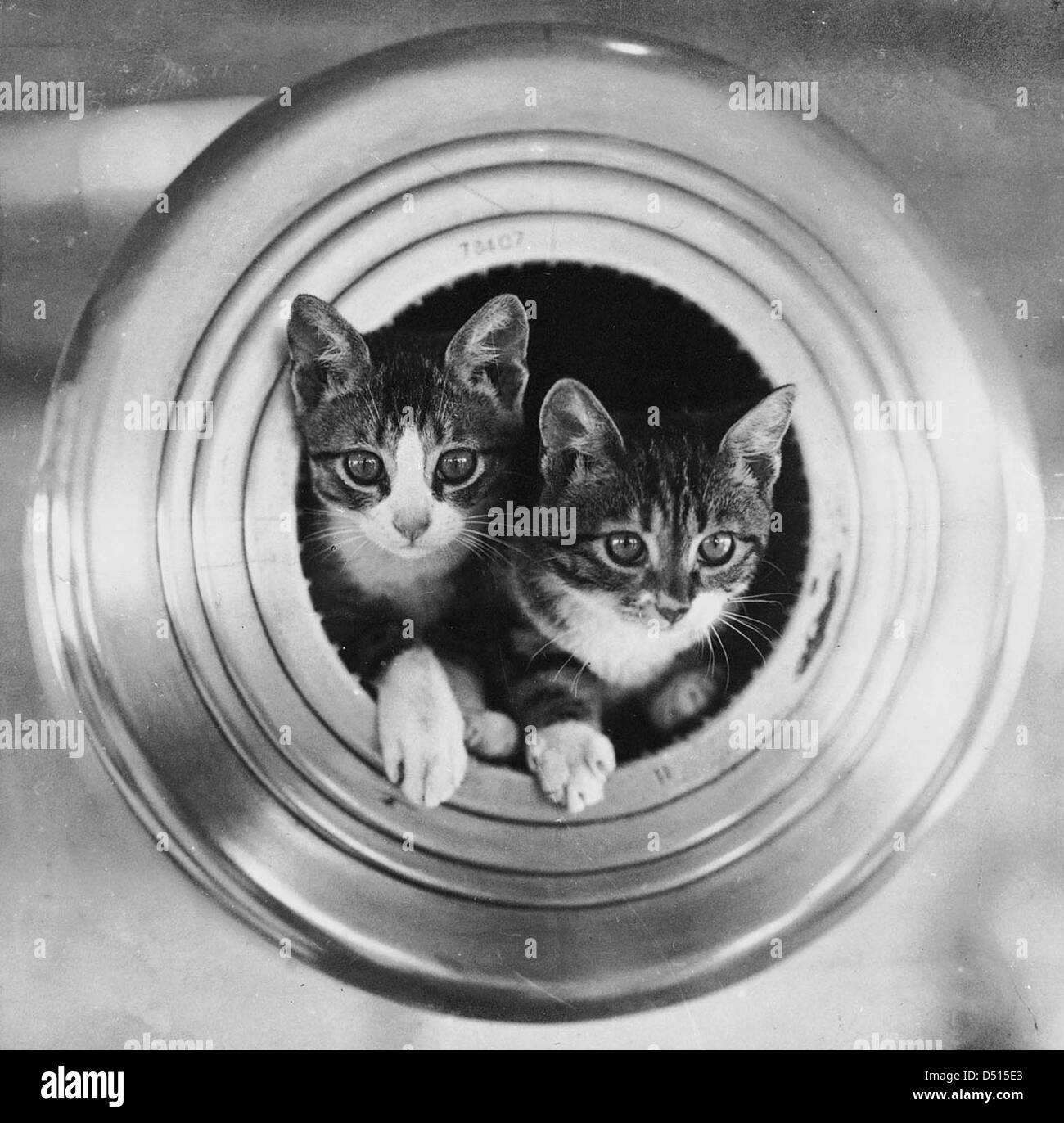 A photograph depicting the ship’s cats aboard HMS 'Hawkins', showcasing ...