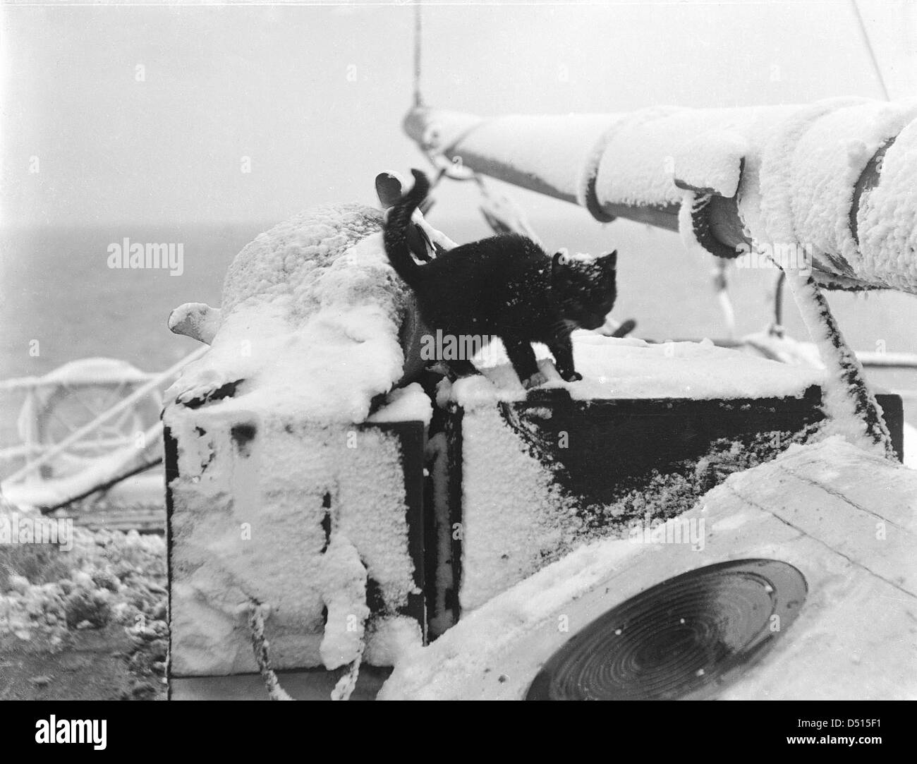 A cat aboard the steam yacht 'Morning,' photographed at the National ...