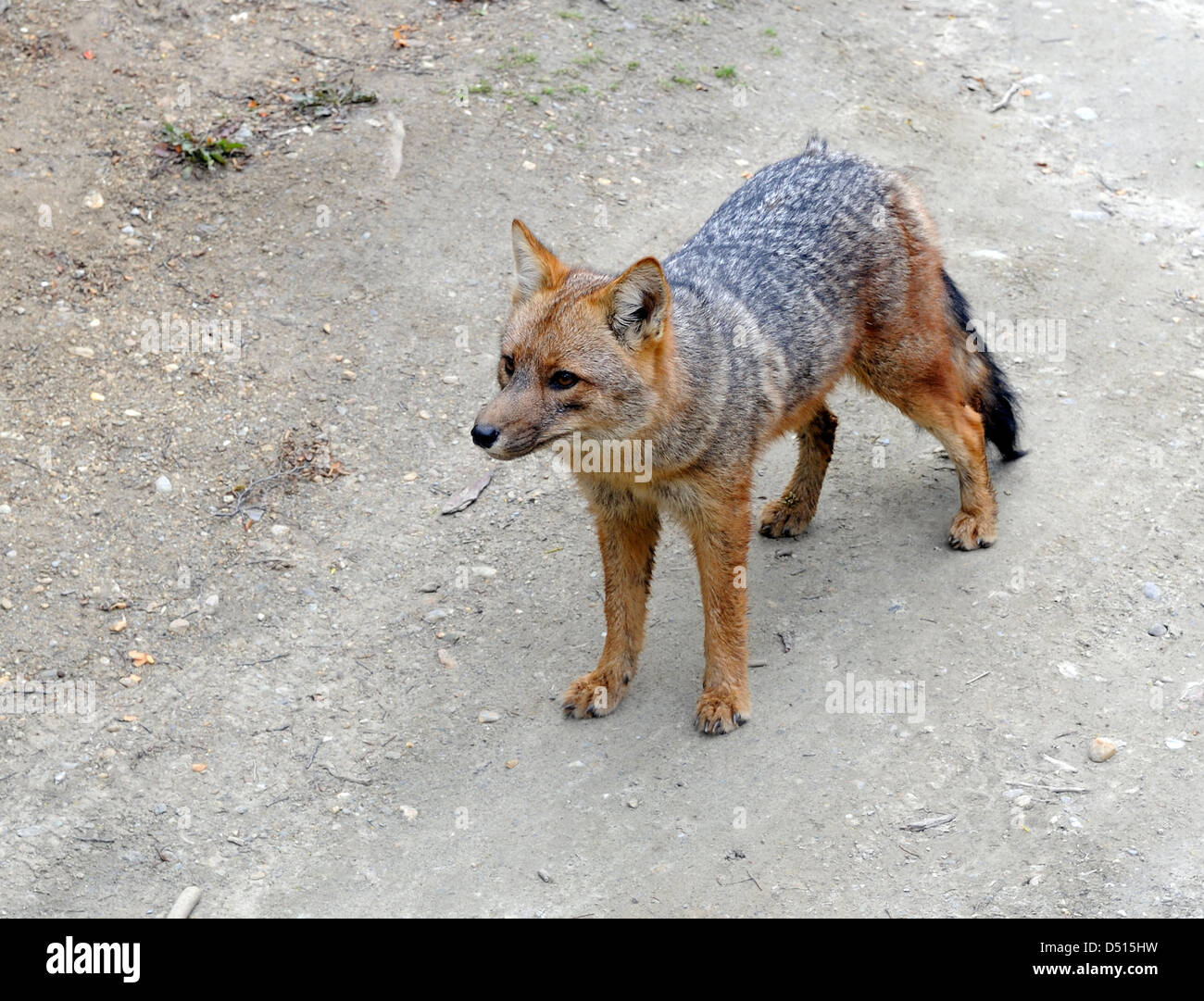 Fuegian fox hi-res stock photography and images - Alamy