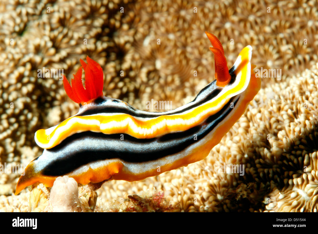 Nudibranch, Chromodoris annae. crawling along a coral reef Stock Photo ...