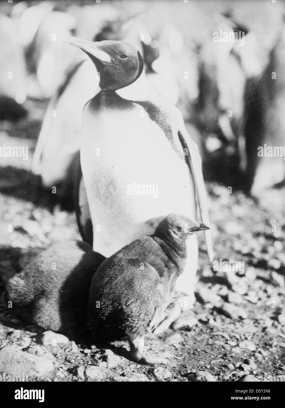 A photograph by Frank Hurley capturing a King Penguin with its young ...